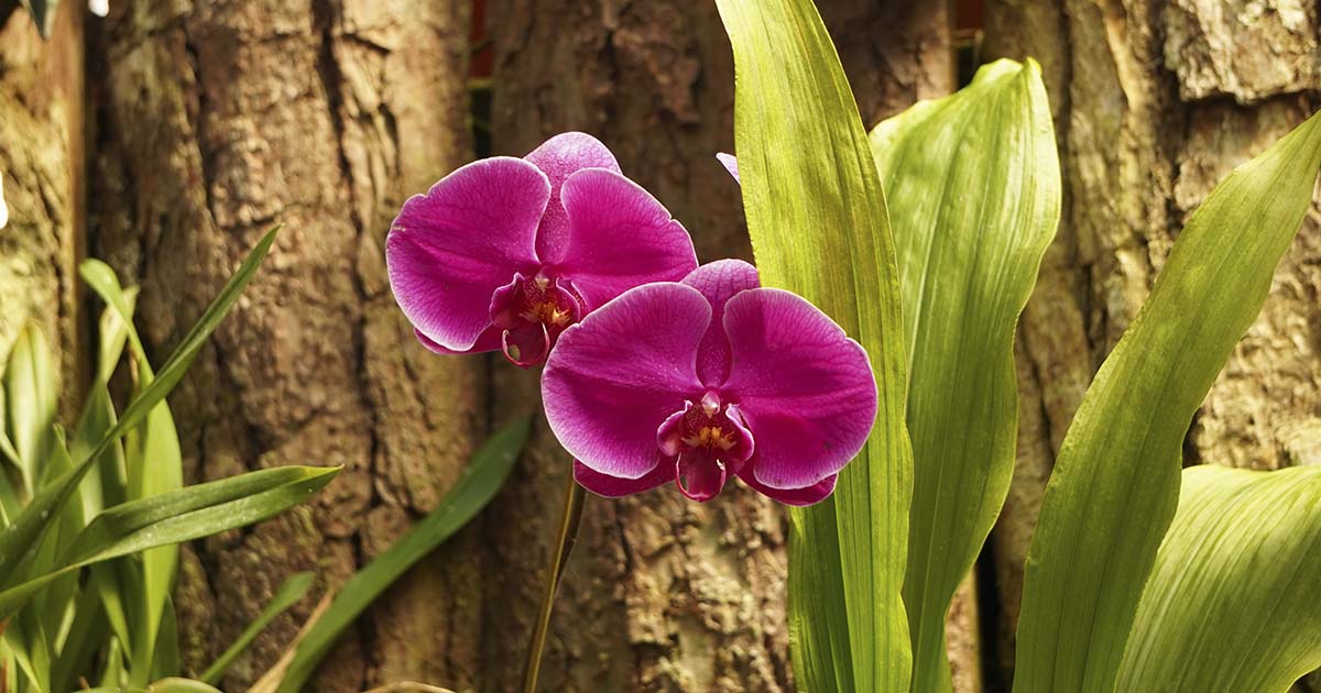 Discovering the “Orchid’s Trail” - The Panama Resident